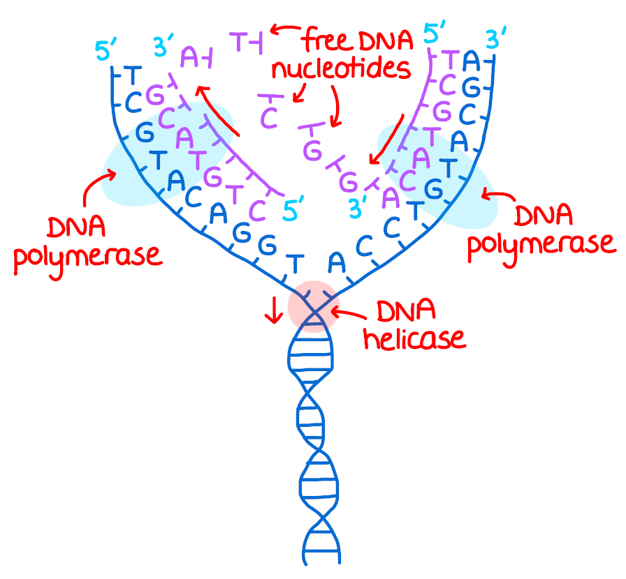 The Cell Cycle and DNA Replication - Cell Division Ep 1 - Zoë Huggett ...