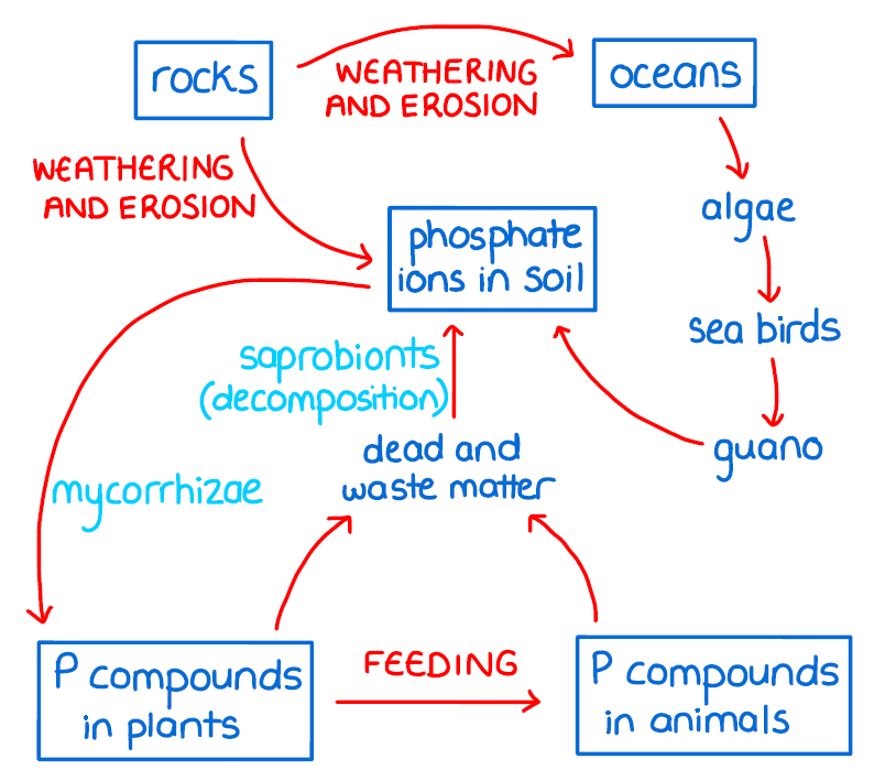 Phosphorus Cycle Diagram Tomatosphere Tomatosphère | Nitrogen And