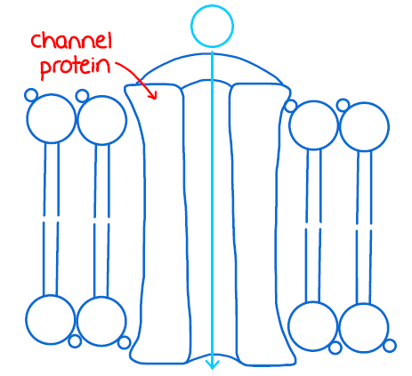 Diffusion - Exchange and Transport Ep 2 - Zoë Huggett Tutorials