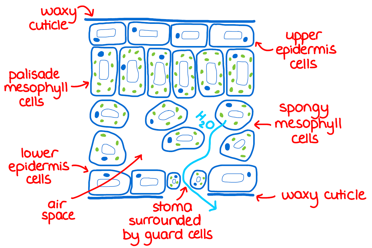 Gas Exchange in Plants - Exchange and Transport Ep 7 - Zoë Huggett ...